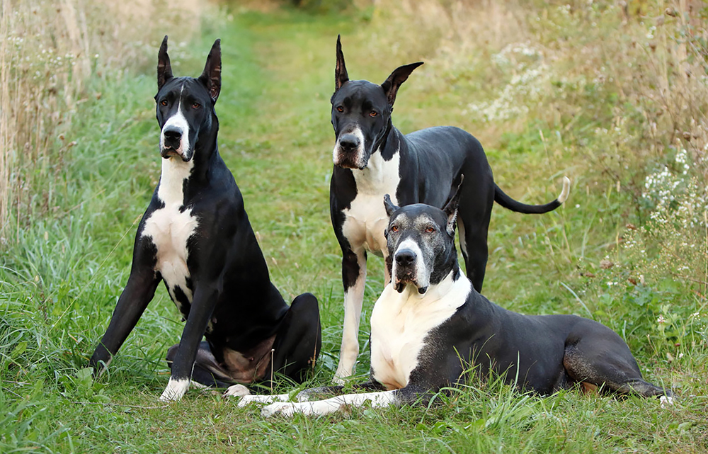 Great-Dane-family | My Pet World