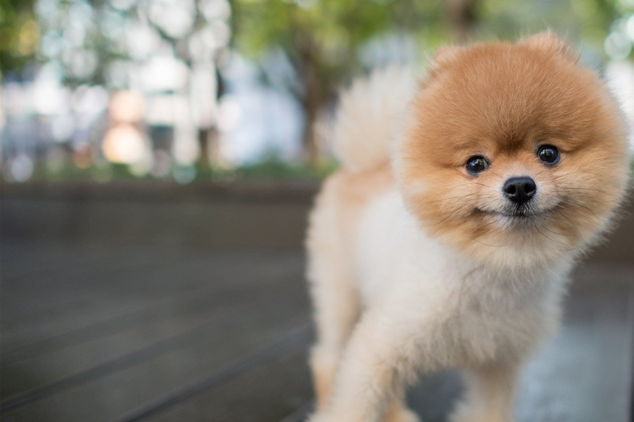 pomeranian-dog-names | My Pet World